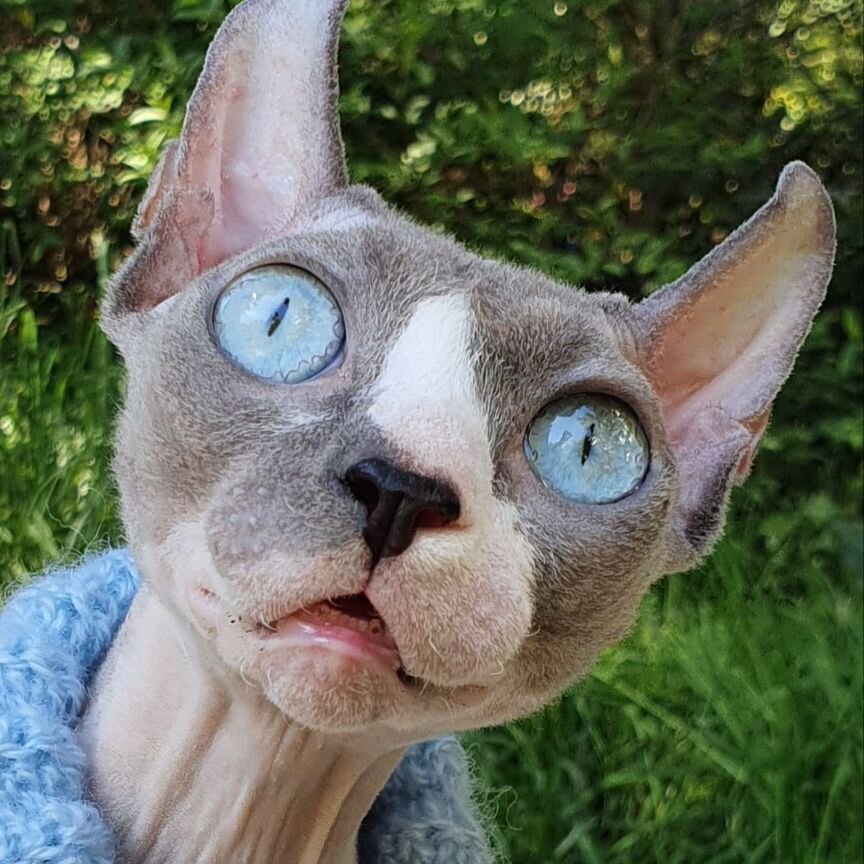 Канадский сфинкс эльф