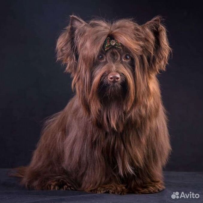 Шоколадный йорк мальчик вязка