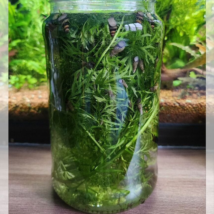 Отдам папоротник и улиток хелен