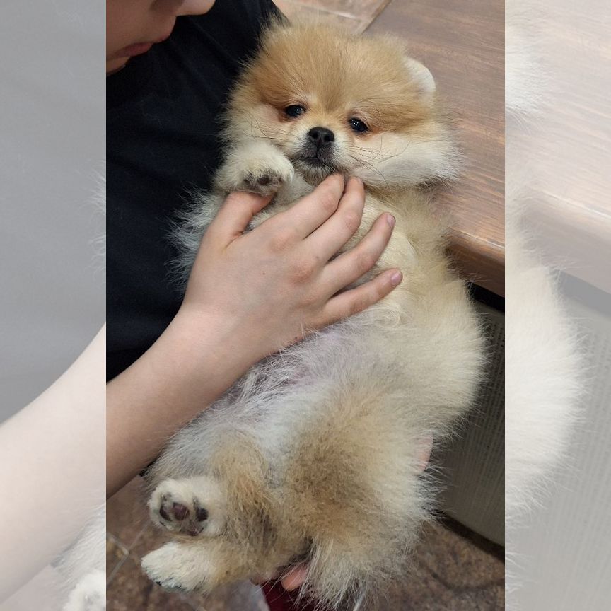 Померанский шпиц, щенок