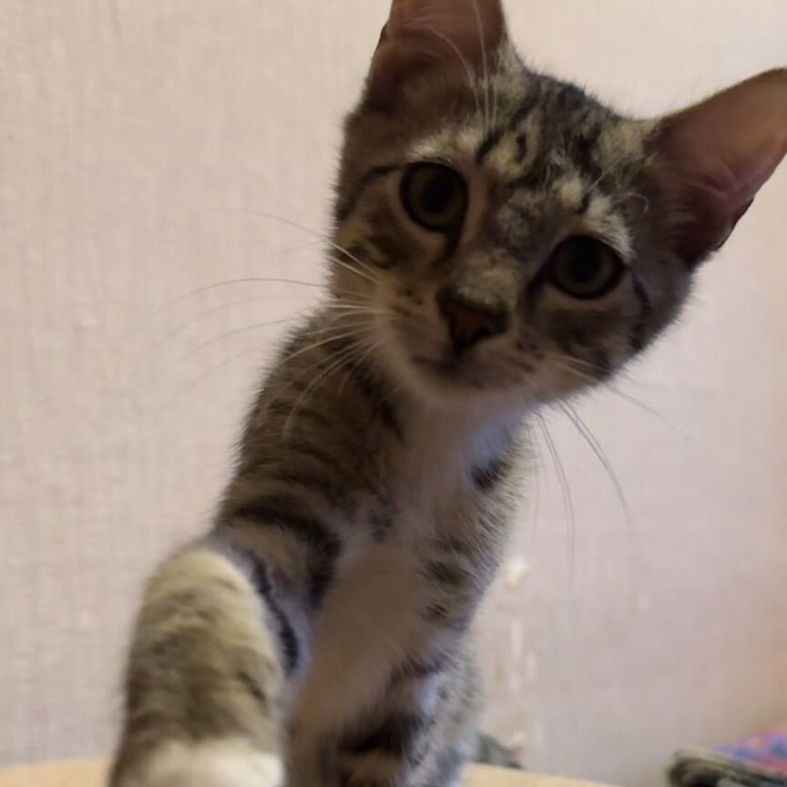 Котята