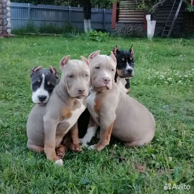 Американский булли classic