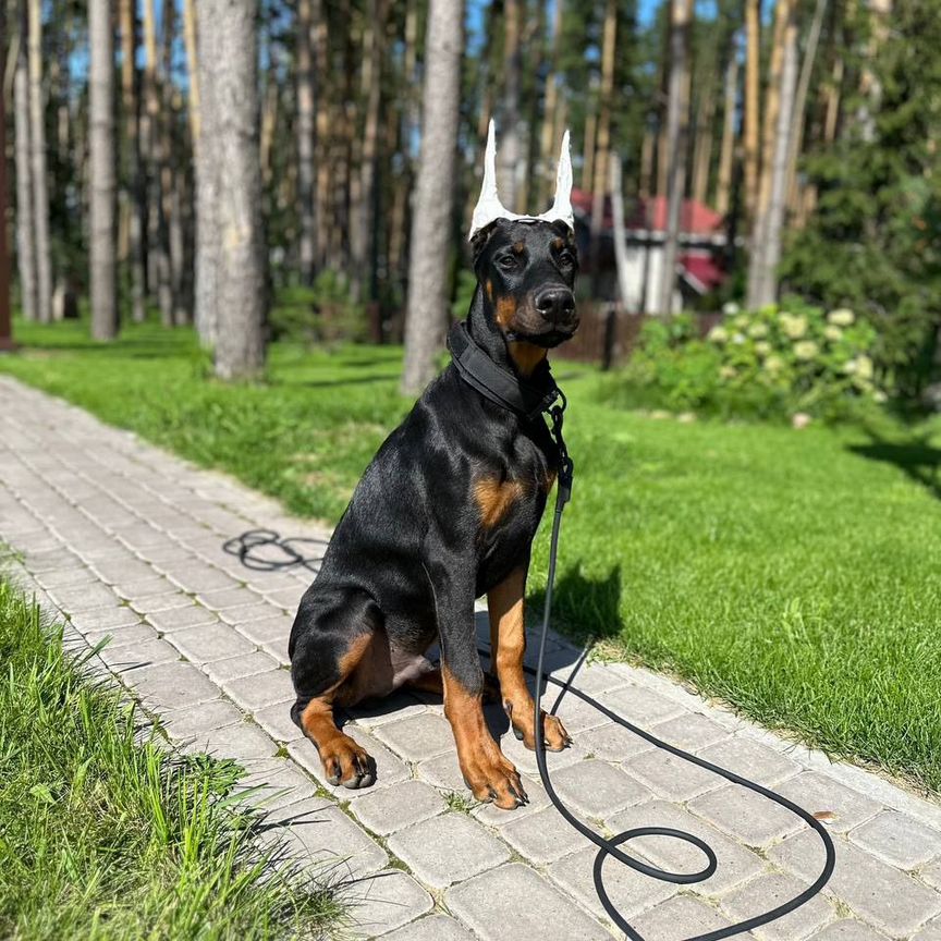 Продам щенка добермана