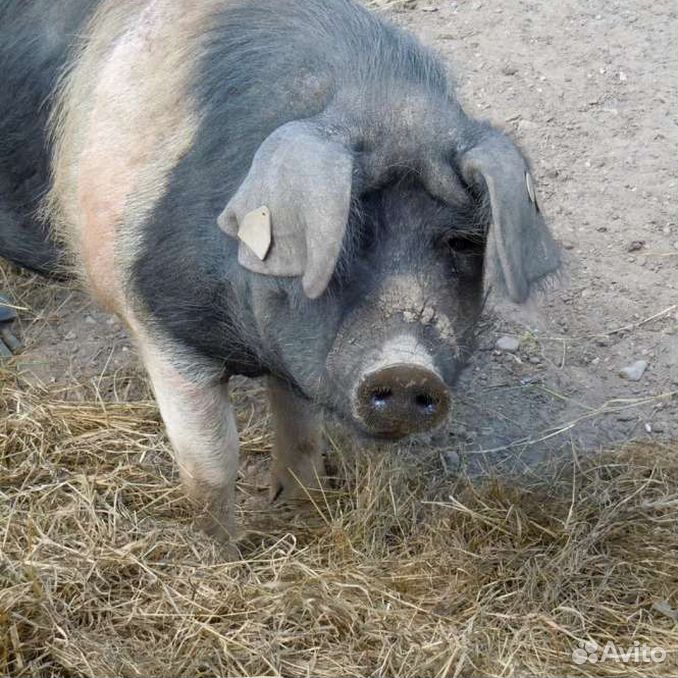 Свиньи живым весом