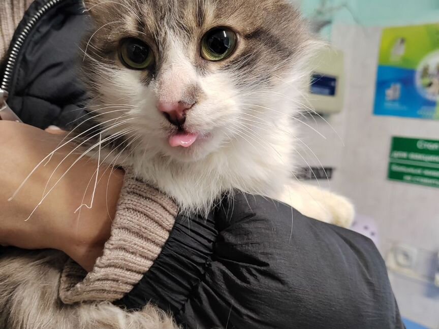 Котик