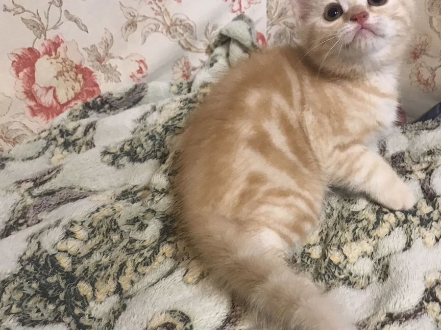 Шотландские котята рыженькие