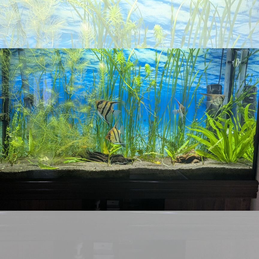 Продаются водоросли