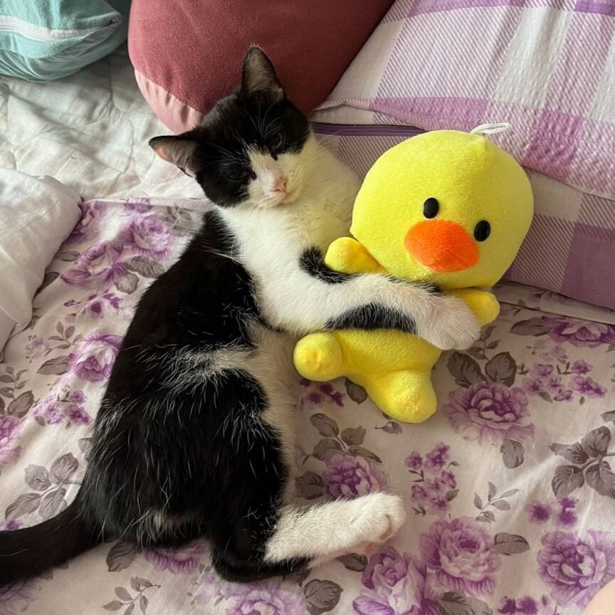 Котик в добрые руки
