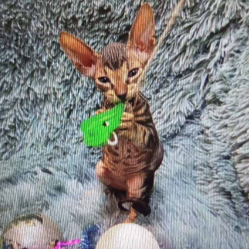 Донской сфинкс котёнок