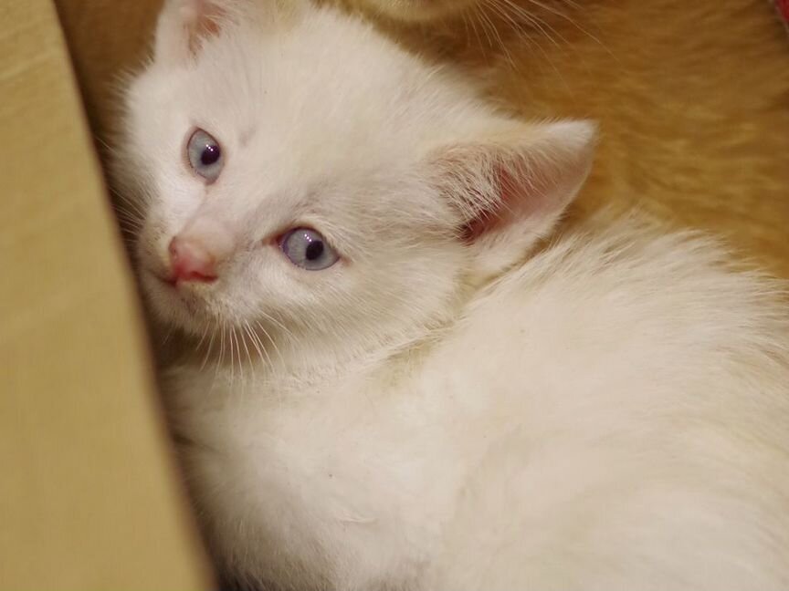 Голубоглазые 2х-недельные подкидыши ищут семью