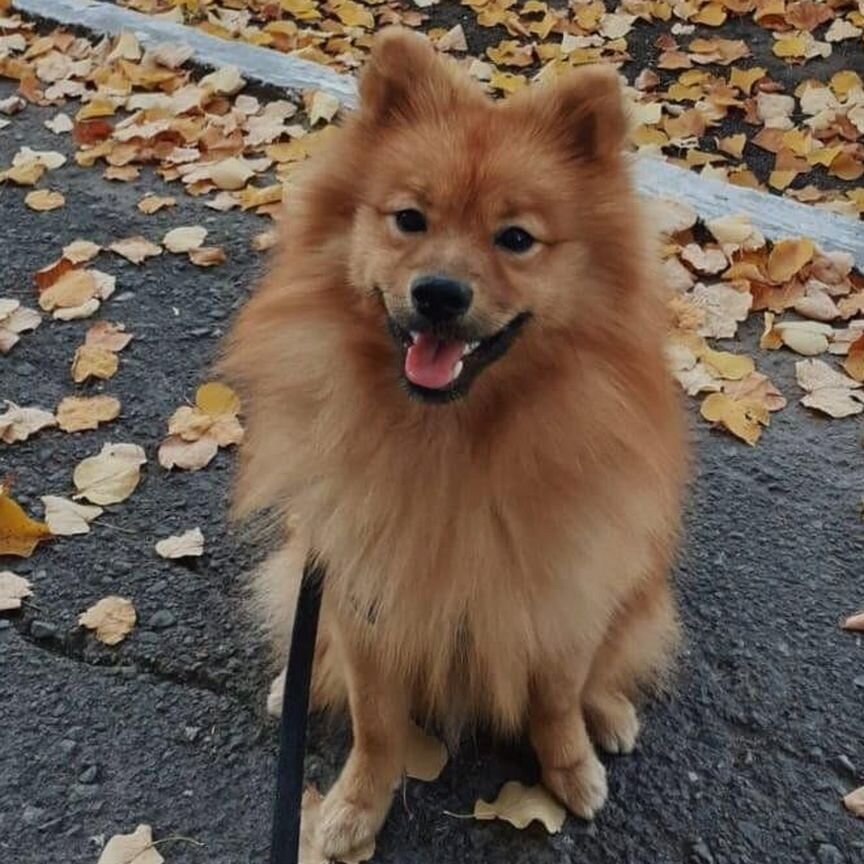 Немецкий шпиц, взрослая собака