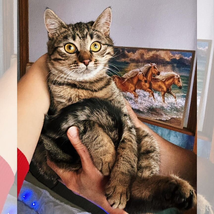 Милая котёнка в добрые руки