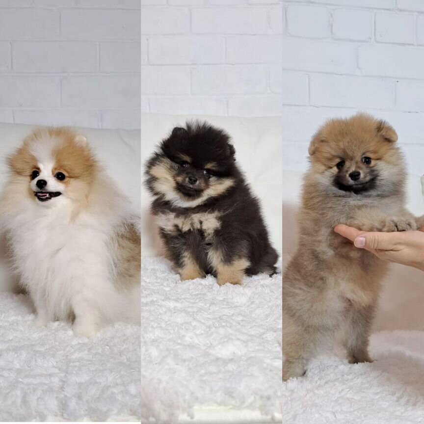 Померанский шпиц