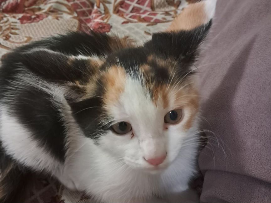 Смесь майкуна