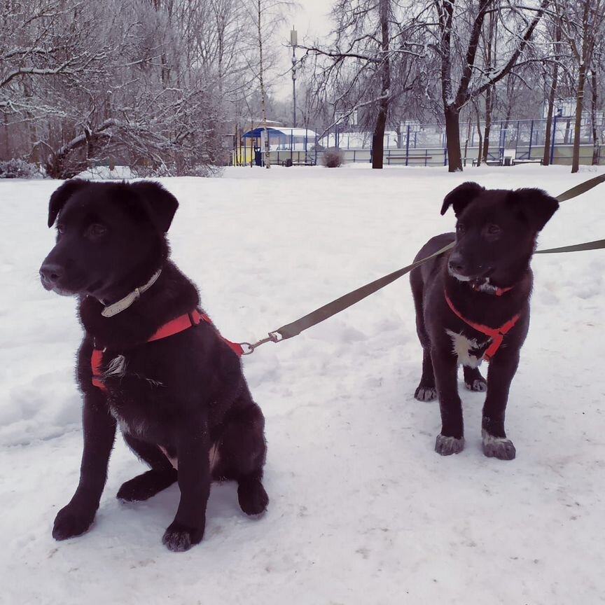 Щенки в добрые руки