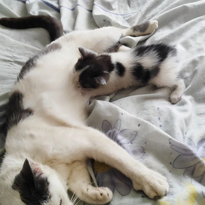 Котëнок и кошка ищут дом