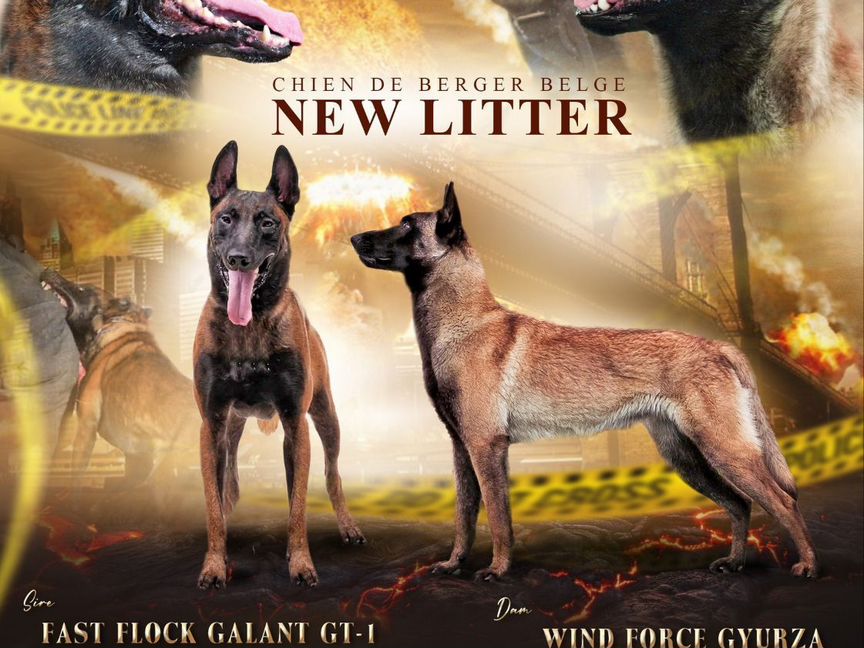 Бельгийская овчарка малинуа