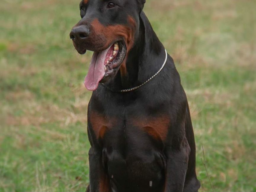 Щенки добермана с родословной РКФ