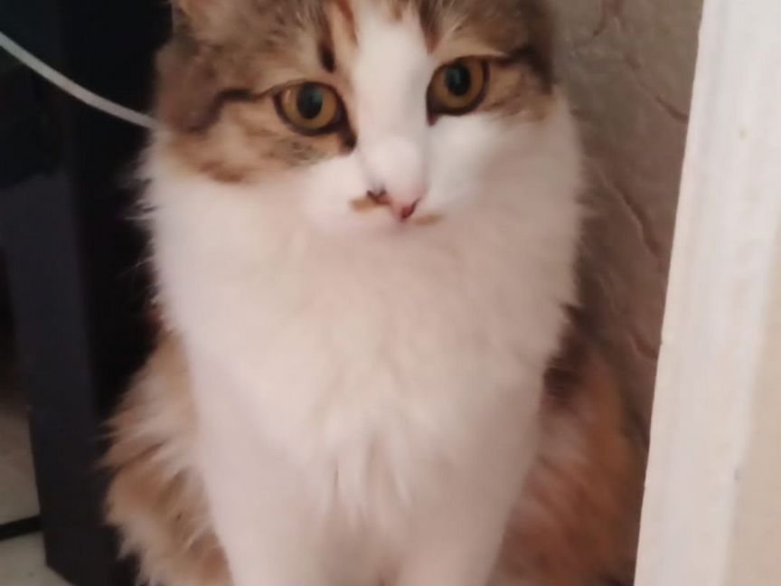 Сибирская кошка