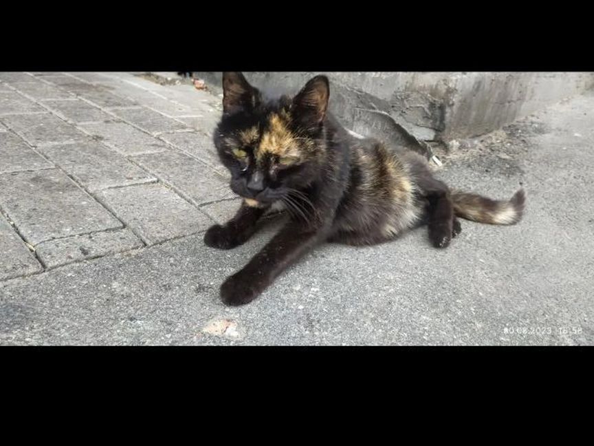Кошка