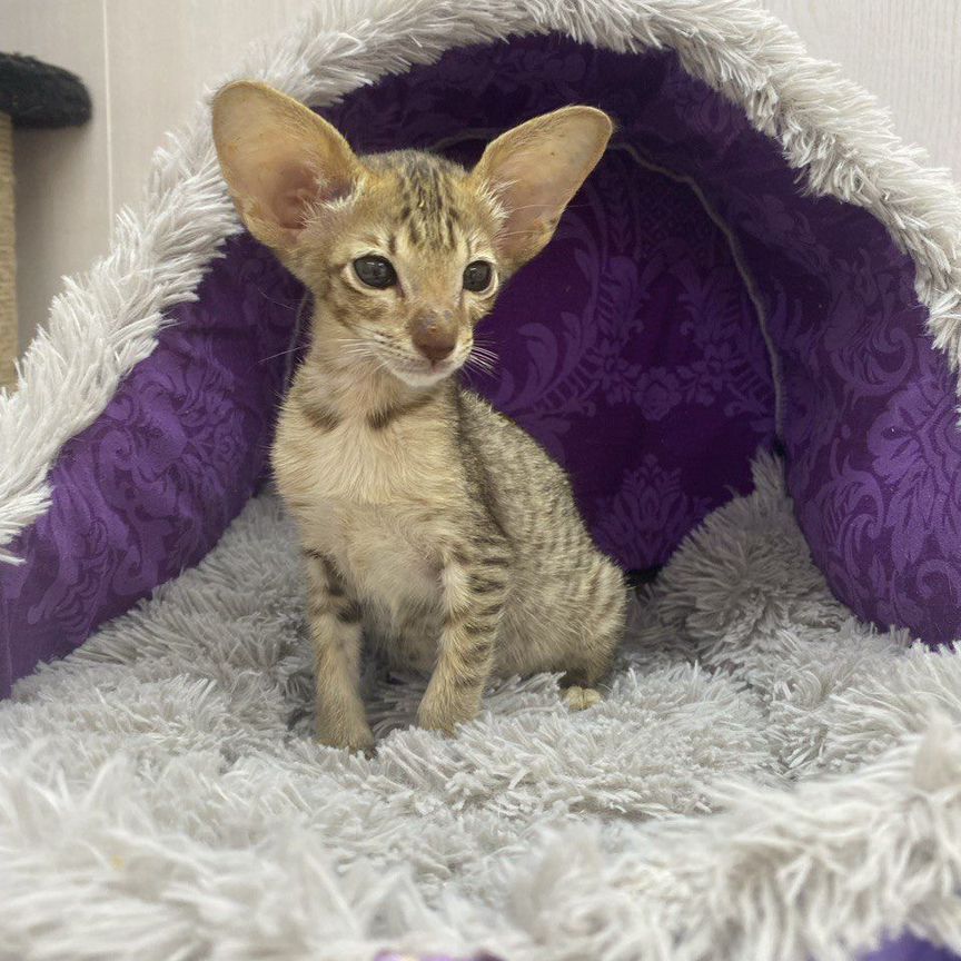 Ориентальные котята мальчик