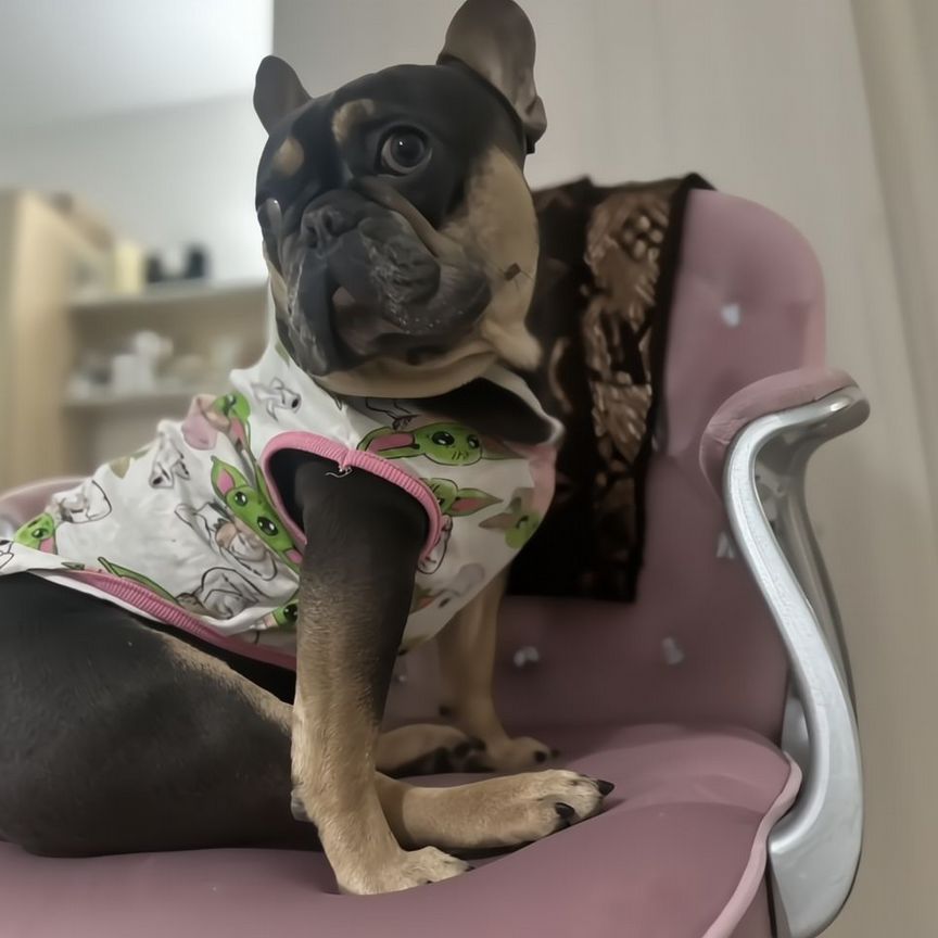 Французский бульдог, взрослый пёс