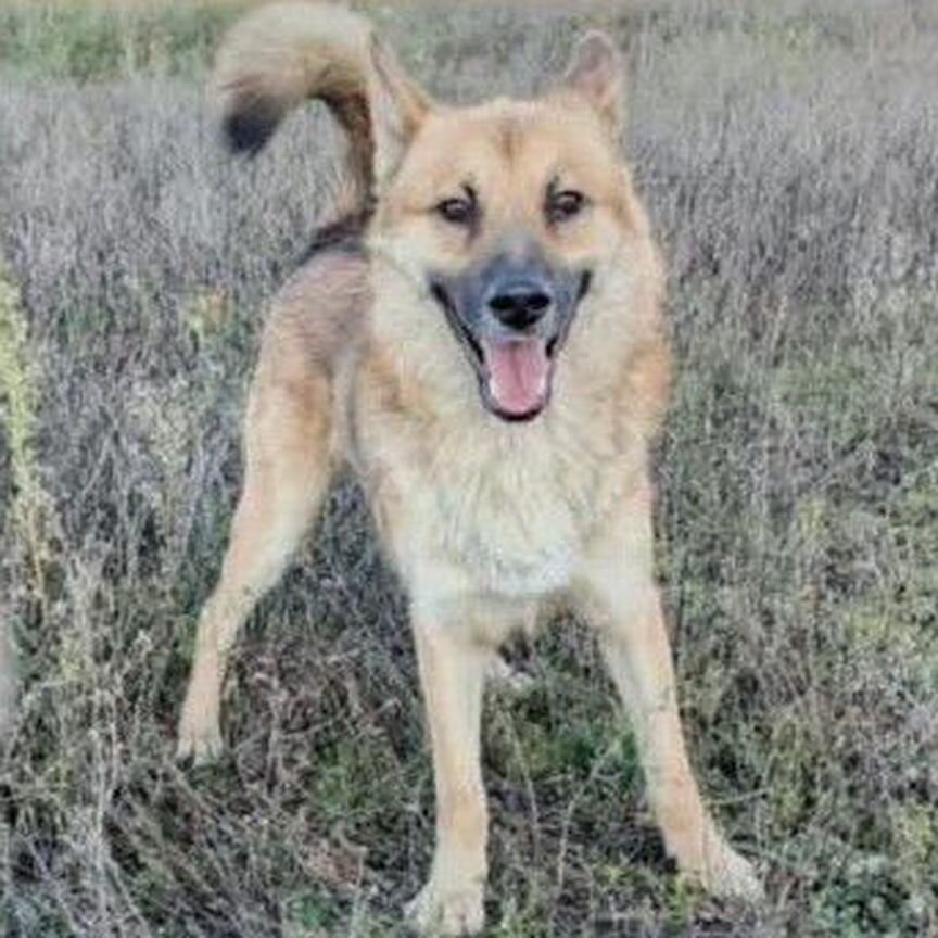 Взрослая собака в добрые руки