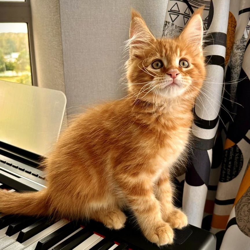 Мейн-кун клубный котенок