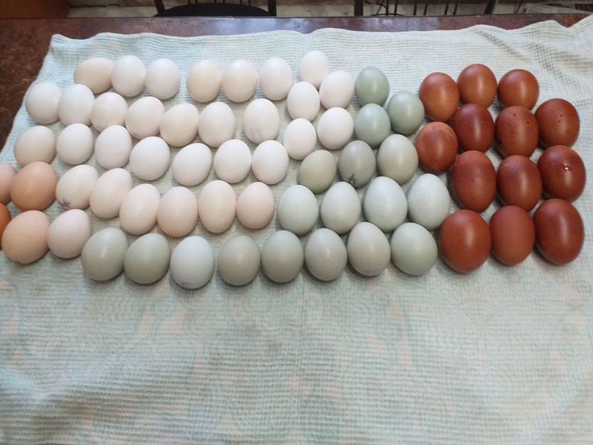 Инкубационное яйцо от кур пород: амераукана, несущ