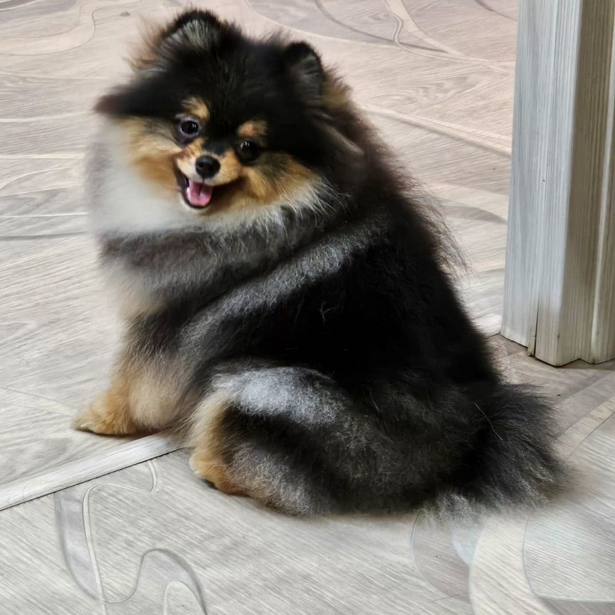 Померанский шпиц мини