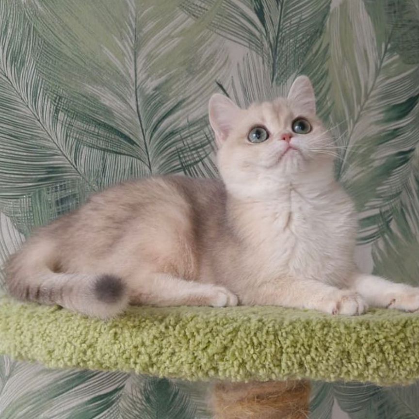 Британский котик голубое золото ау12