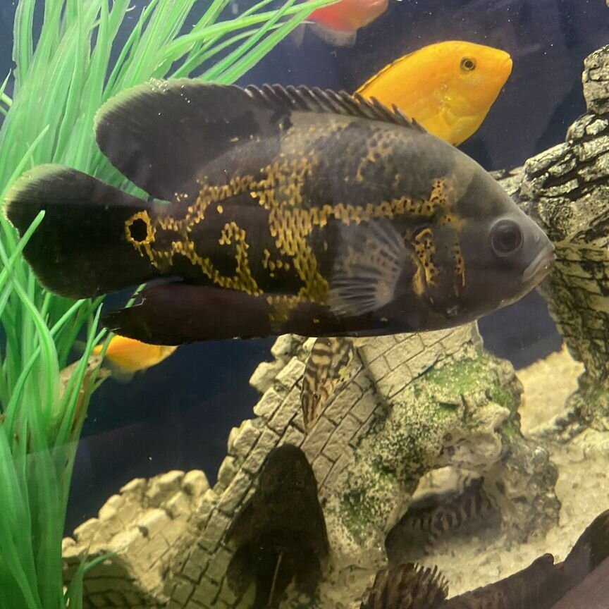 Рыба аквариумная астронотус