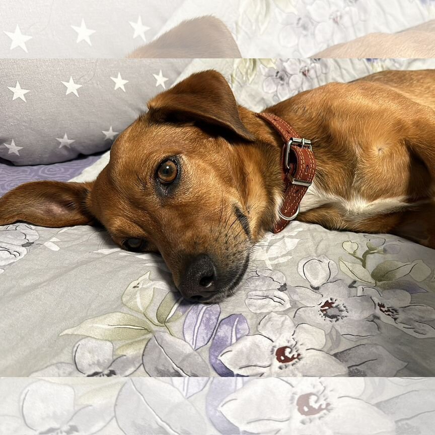 Взрослый пёс в добрые руки