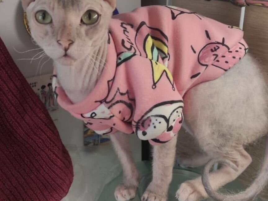 Кошка сфинкс