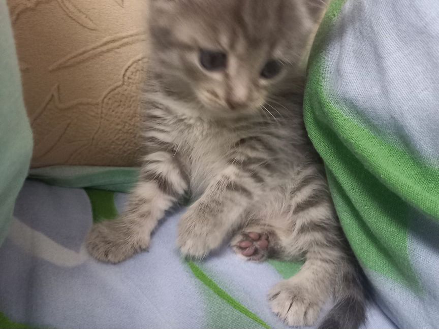 Отдам в добрые руки пушистиков