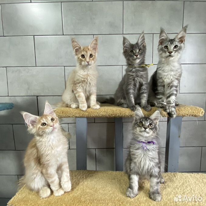 Банда котят из питомника с документам