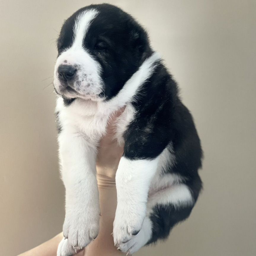 Среднеазиатская овчарка, щенок