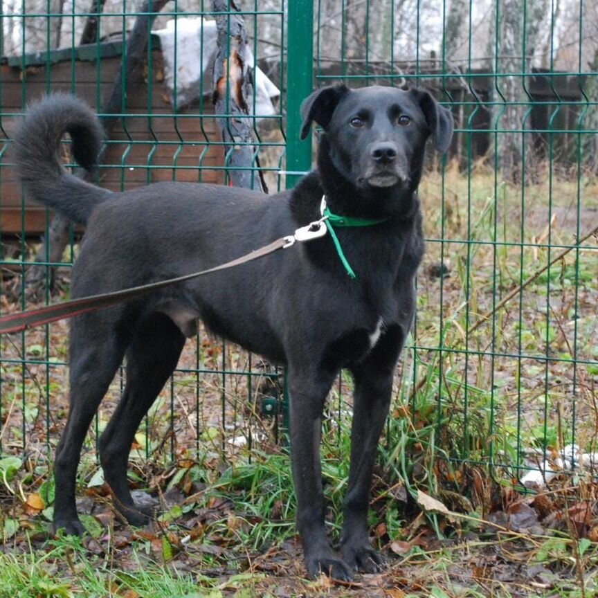 Пёс Макс - защитник и друг