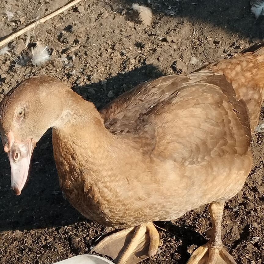 Мускусные утки тяжелые линии