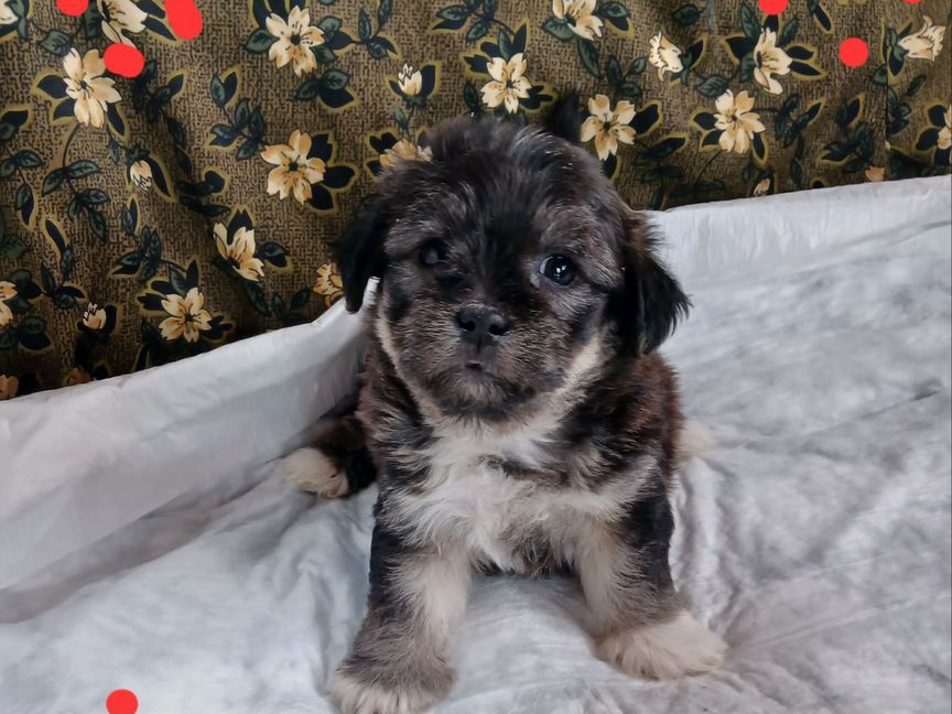 Малыш шитцпудель