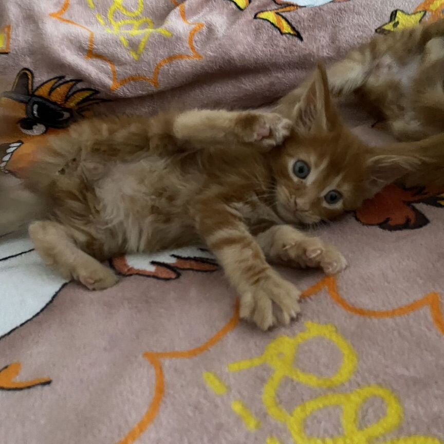 Котята мейкун