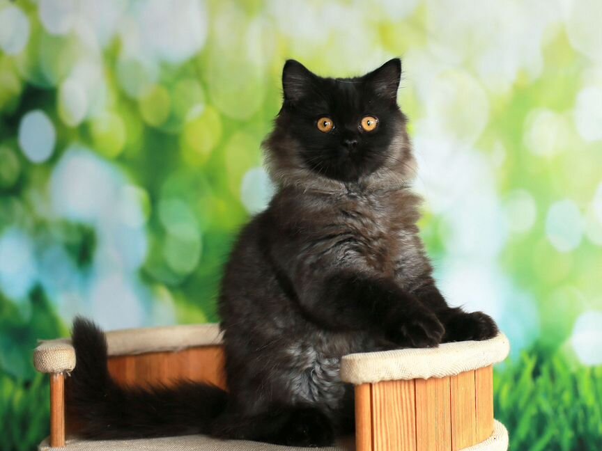 Котик для эстетов Черный дш мальчик