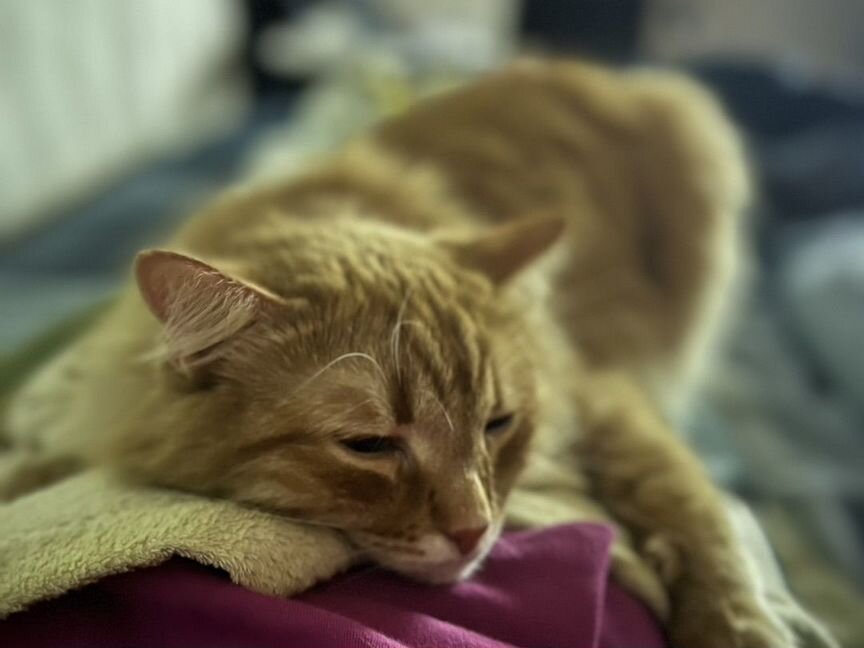 Коты в дар