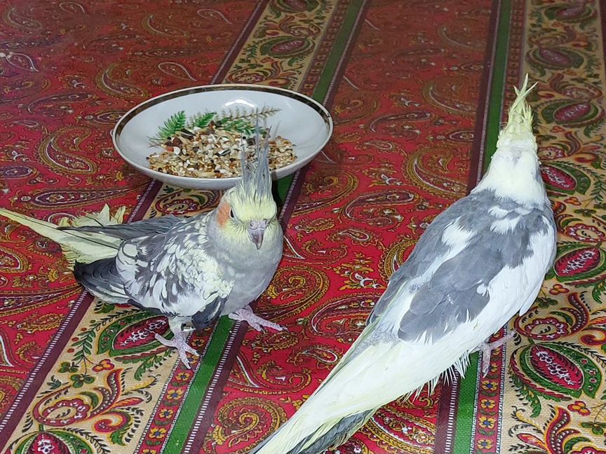 Парочка корелл