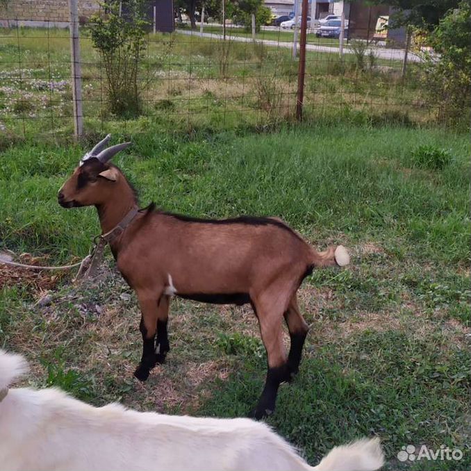 Продаётся козёл