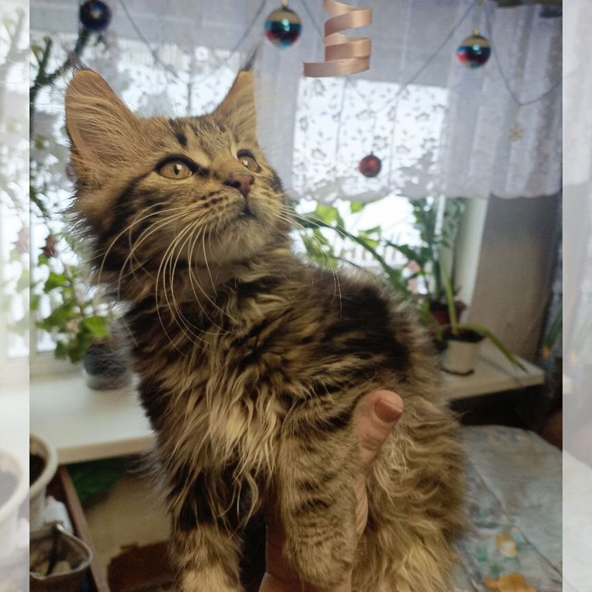 Мейн-кун котёнок