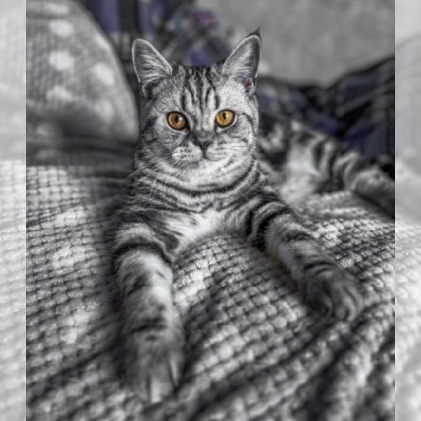 Британские котята