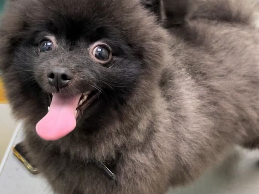 Померанский шпиц