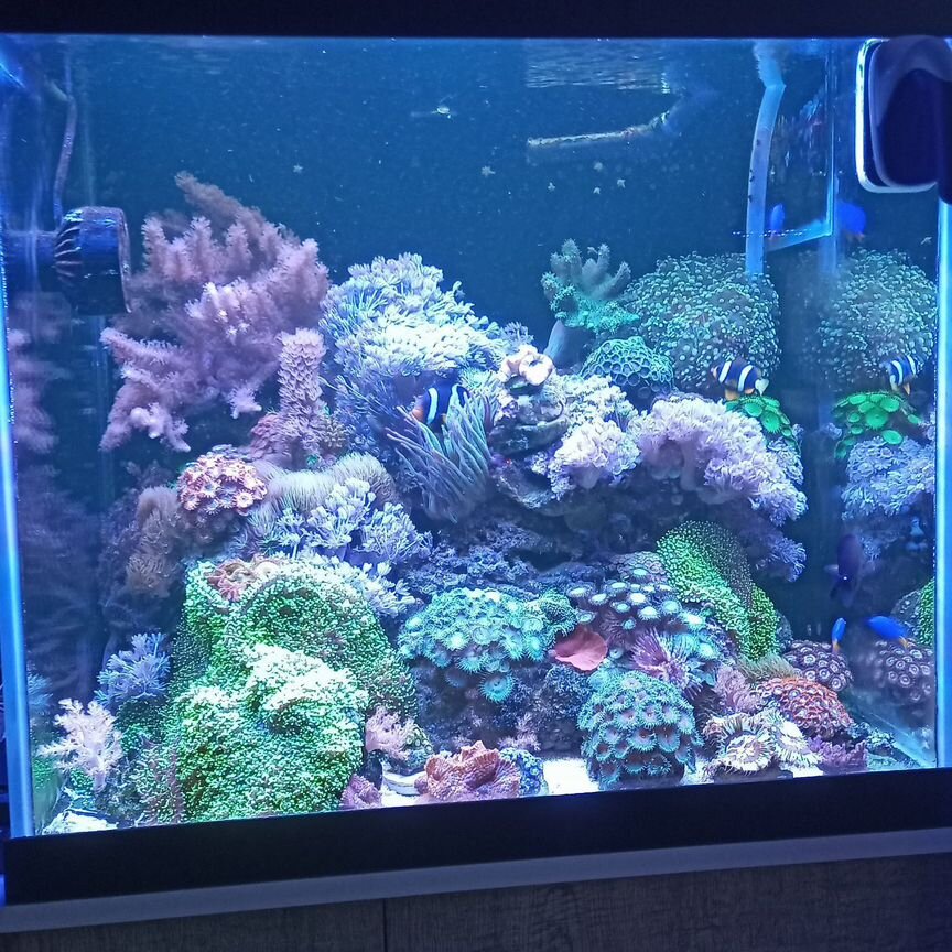 Живые рифовые камни кораллы рыбки