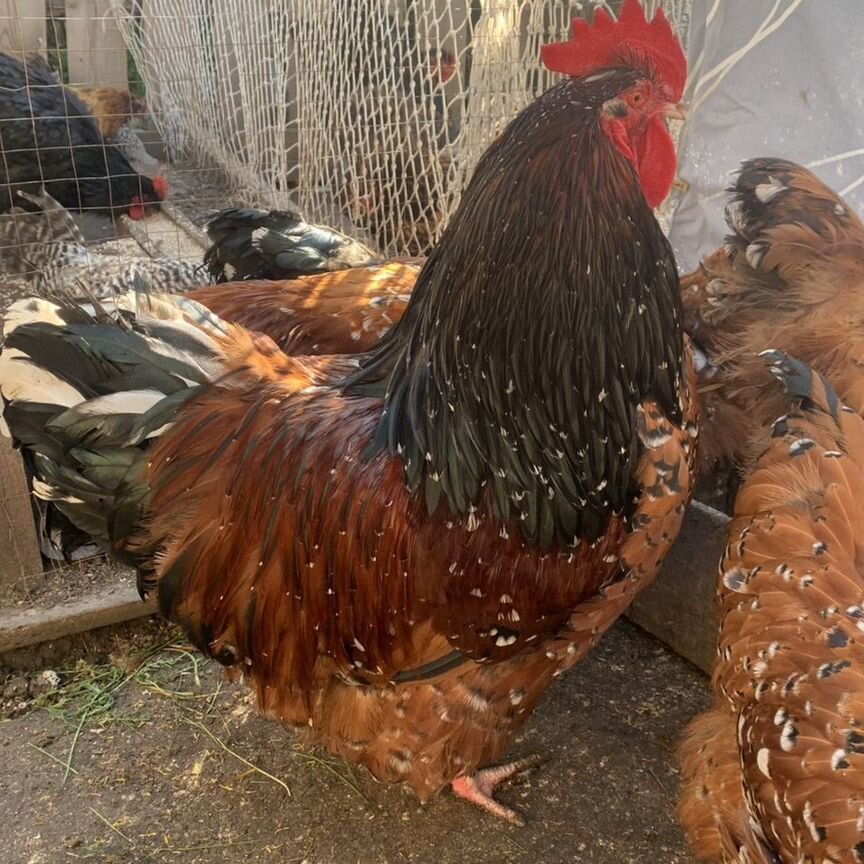 Орпингтон парцеляновый семья